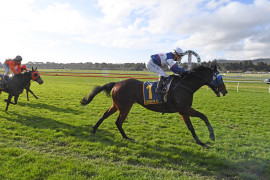 Own a Share in A Racehorse [Go Racing]